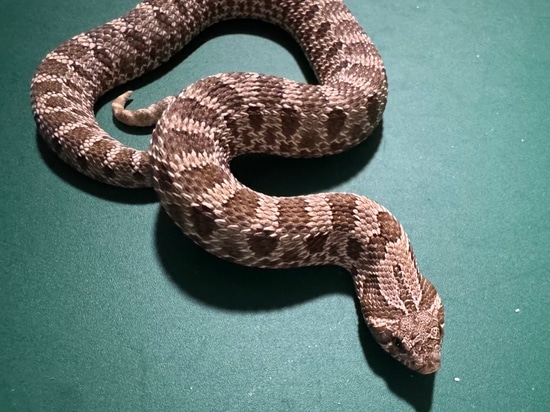 66% Het Albino And 66% Sable Western Hognose by Calaveras Turtles & Snakes