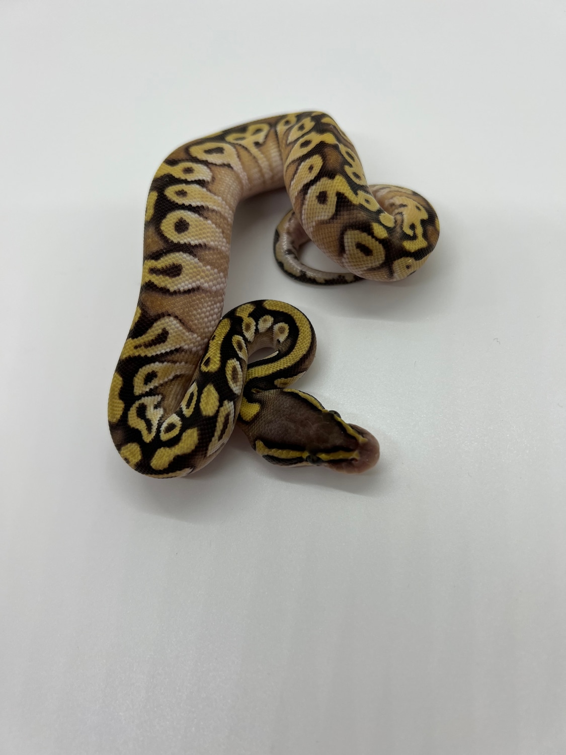 Pastave Ball Python by Black Tie Exotics - MorphMarket