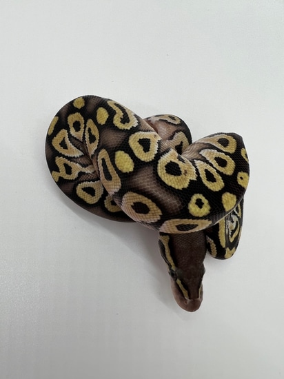 Pastave Ball Python by Black Tie Exotics