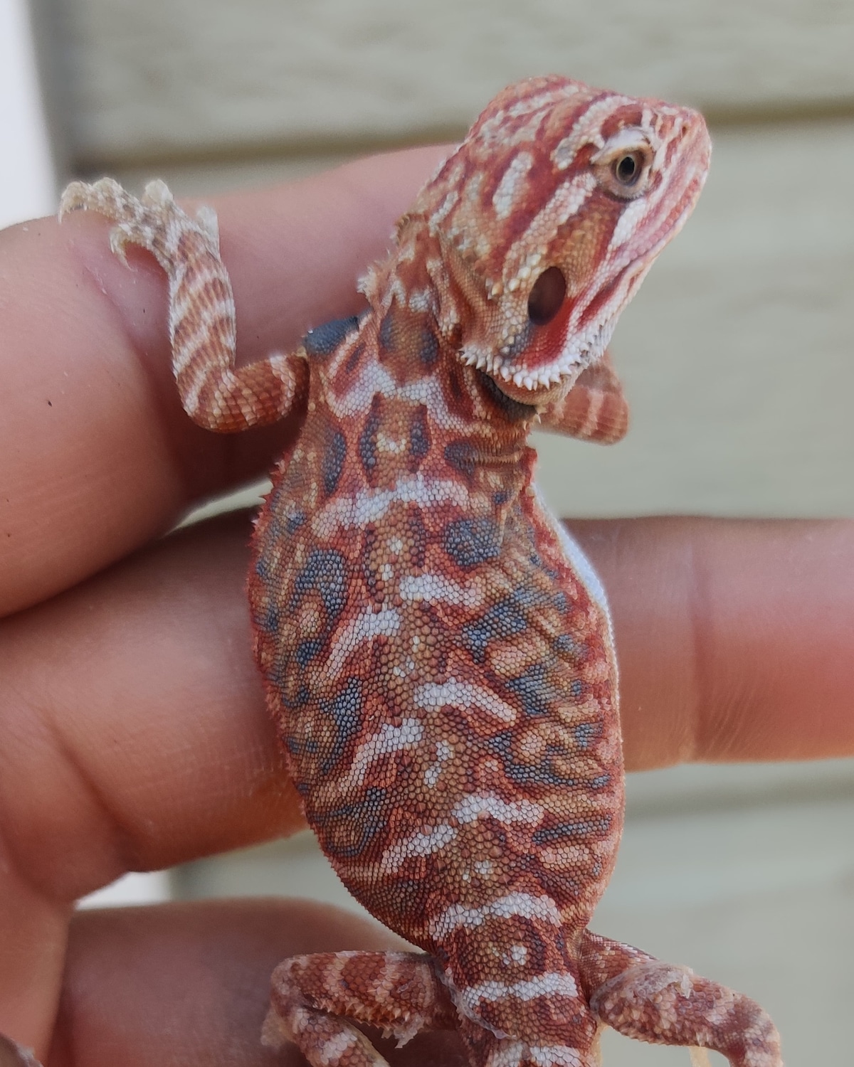 Red 1/4 Monster Leather Back Het Trans Central Bearded Dragon by ...