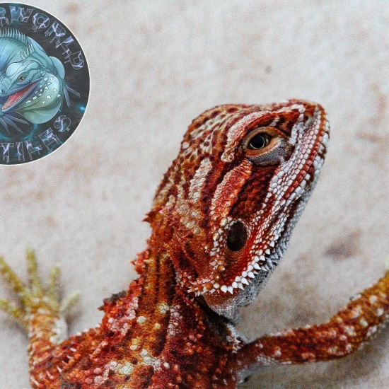 Red Blue Bar Central Bearded Dragon by Underworld reptiles