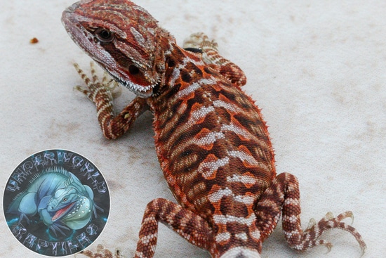 Red Blue Bar Central Bearded Dragon by Underworld reptiles