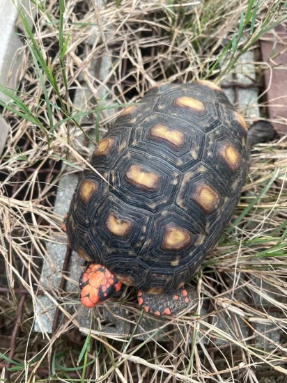 Marbled Cherry Head Red-Footed Tortoise by Underworld reptiles