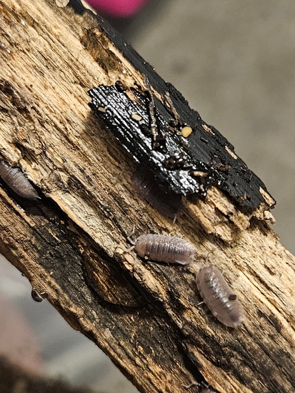 Isopods, Scaber Party Mix, 6ct Package by Valkyrie Conceptions