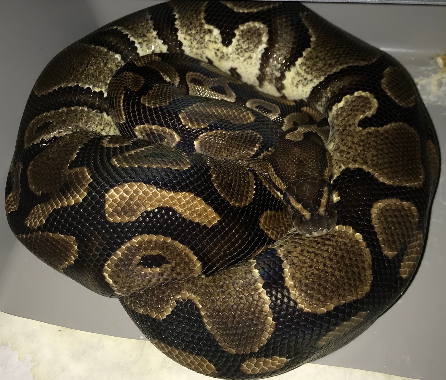 Normal Het Pied Ball Python by Caldera805 - MorphMarket