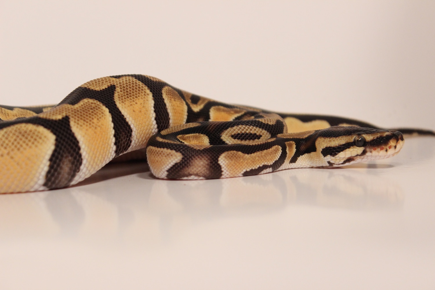 SALE! Super Orange Dream Ball Python by Caldera805 - MorphMarket