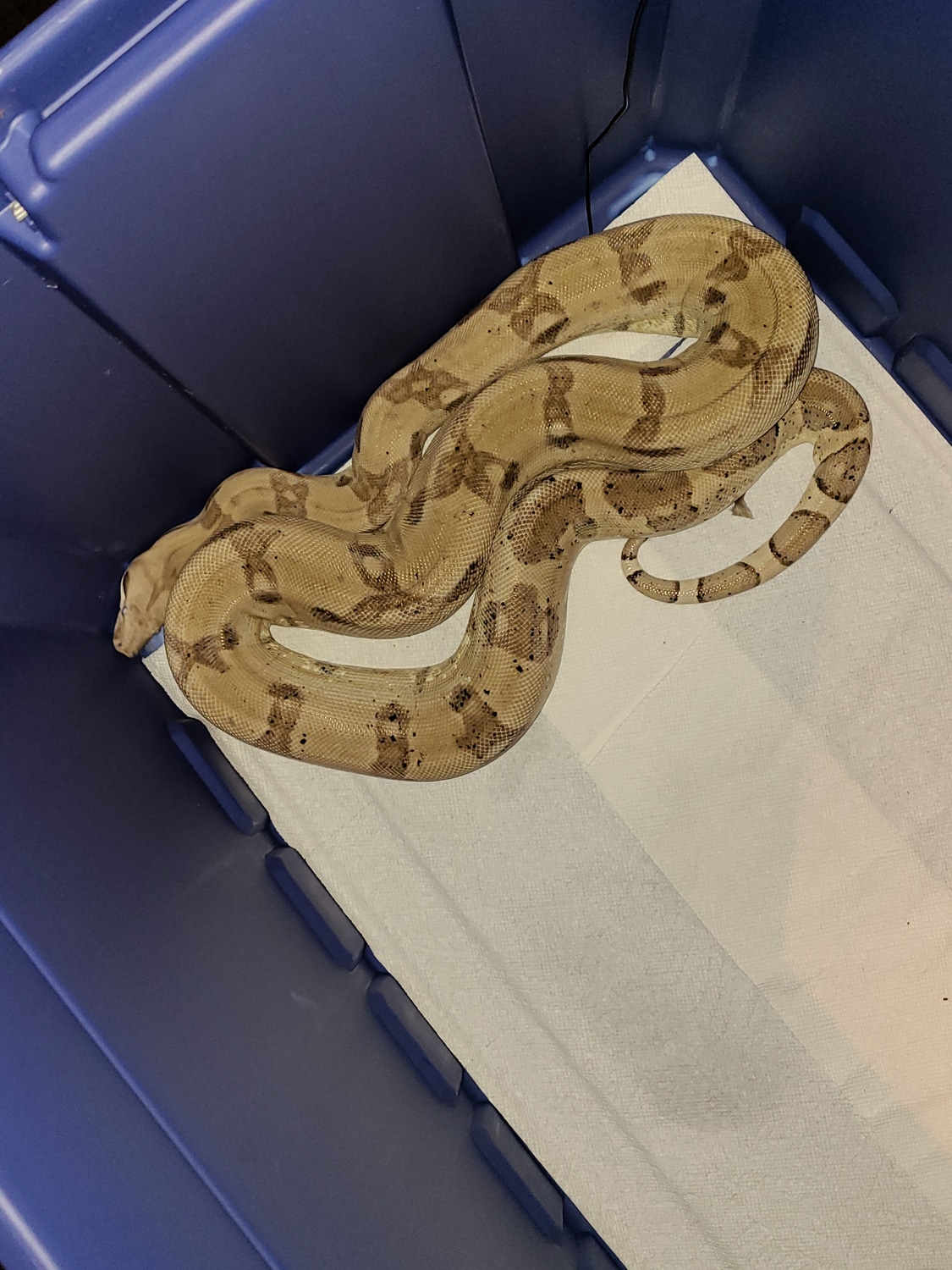 Ghost Boa Constrictor by Jose.Calderon.Reptiles - MorphMarket