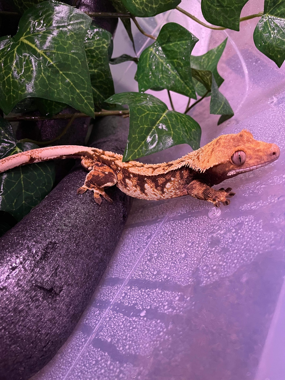 High White Proven Tricolor Male Crested Gecko by MC Reptile - MorphMarket