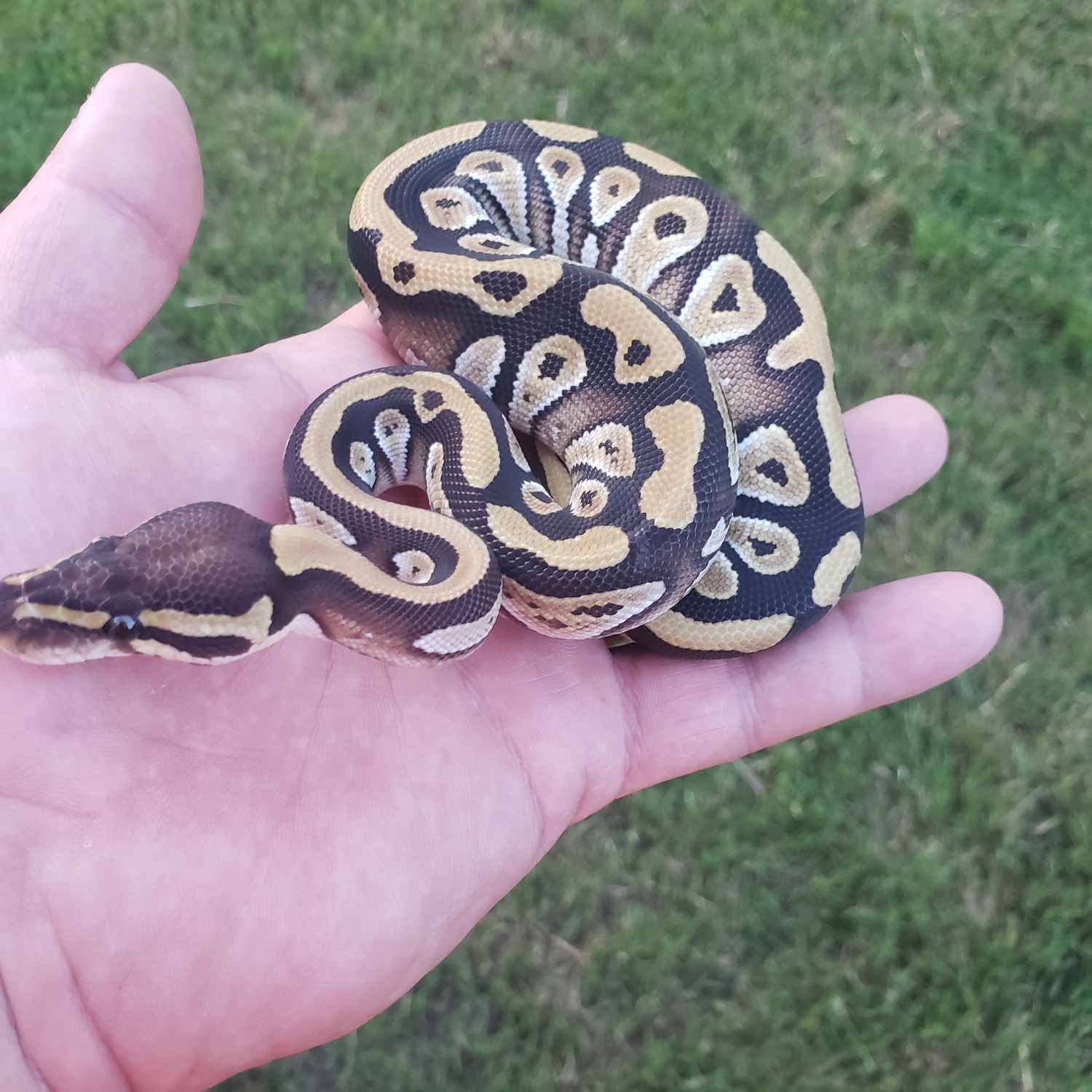 Mojave 100% Het Desert Ghost Ball Python by Norris Reptiles - MorphMarket