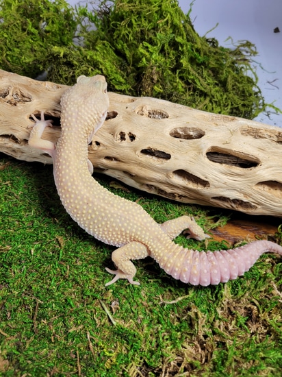 Murphy Patternless Leopard Gecko by SabbathGeckos