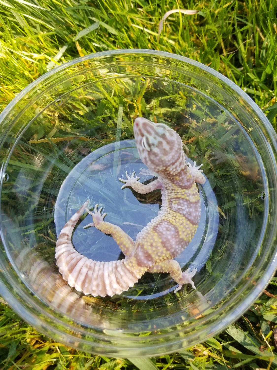 Albino Mack Snow Leopard Gecko by SabbathGeckos - MorphMarket
