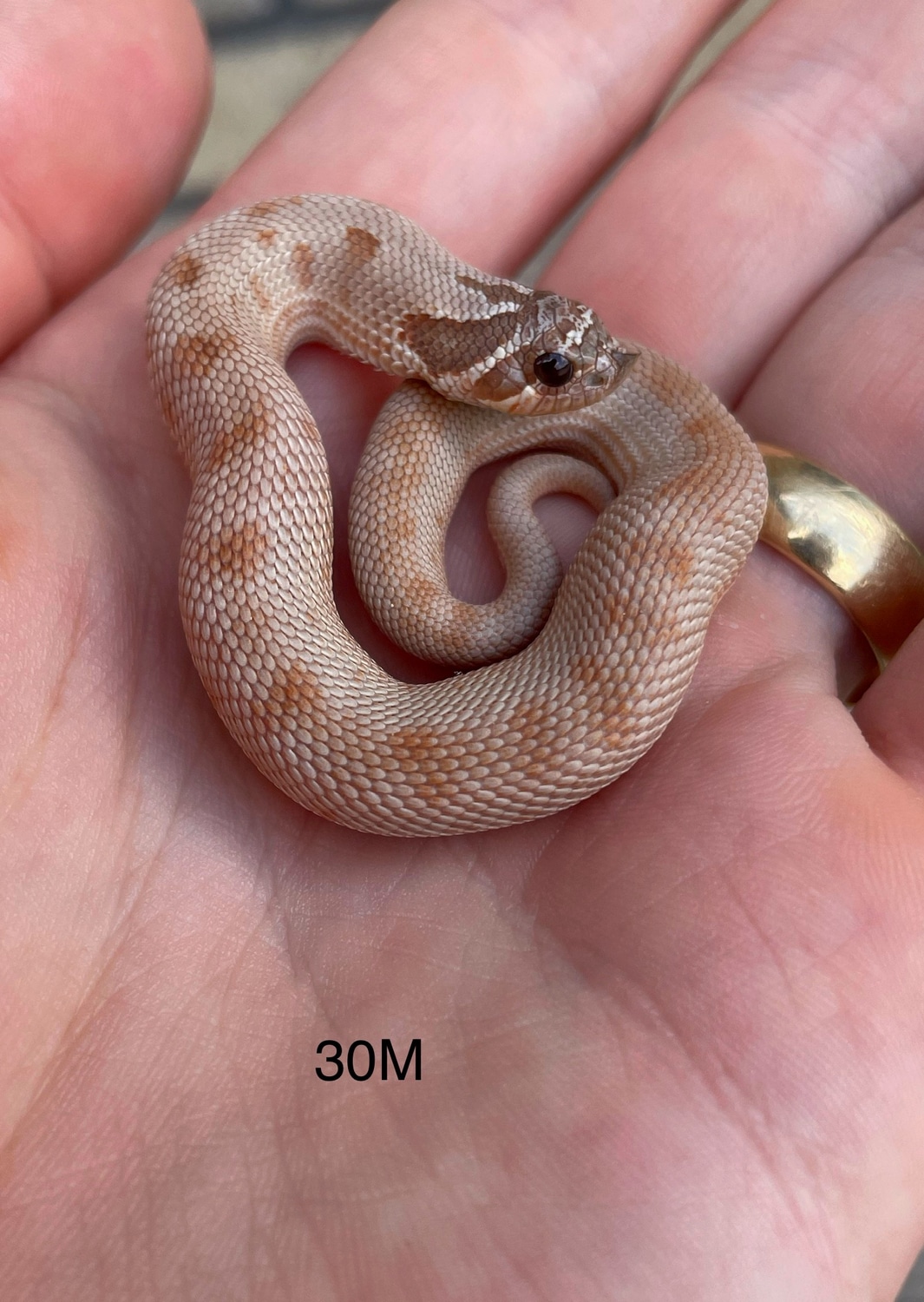 Lavender Conda Western Hognose by Hognose Frontier - MorphMarket
