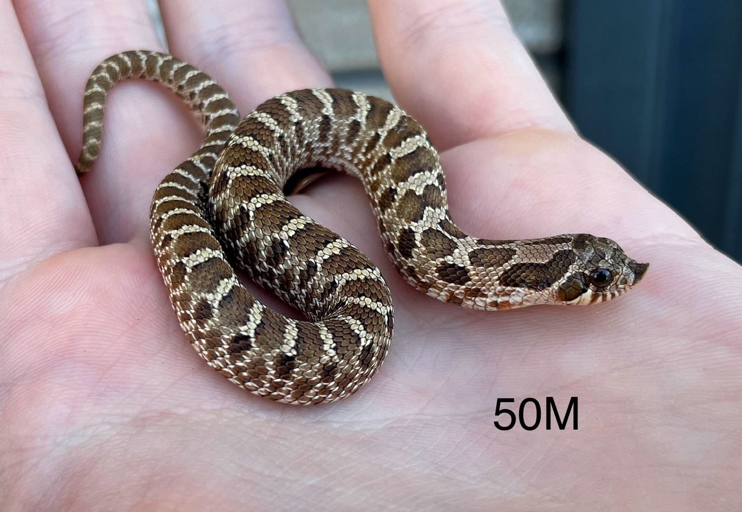 Het Sable PH Albino Western Hognose by Hognose Frontier - MorphMarket