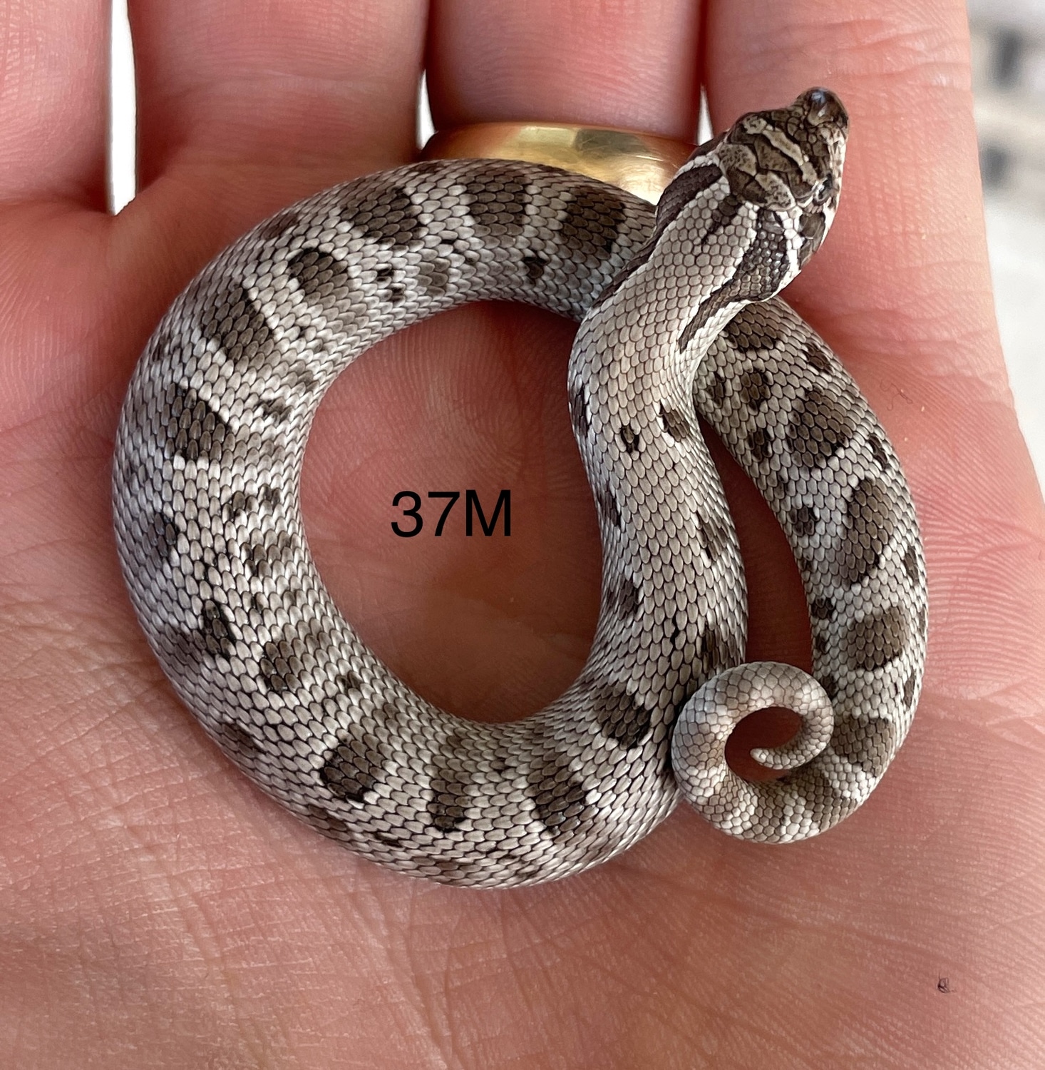 Axanthic Conda Western Hognose by Hognose Frontier - MorphMarket