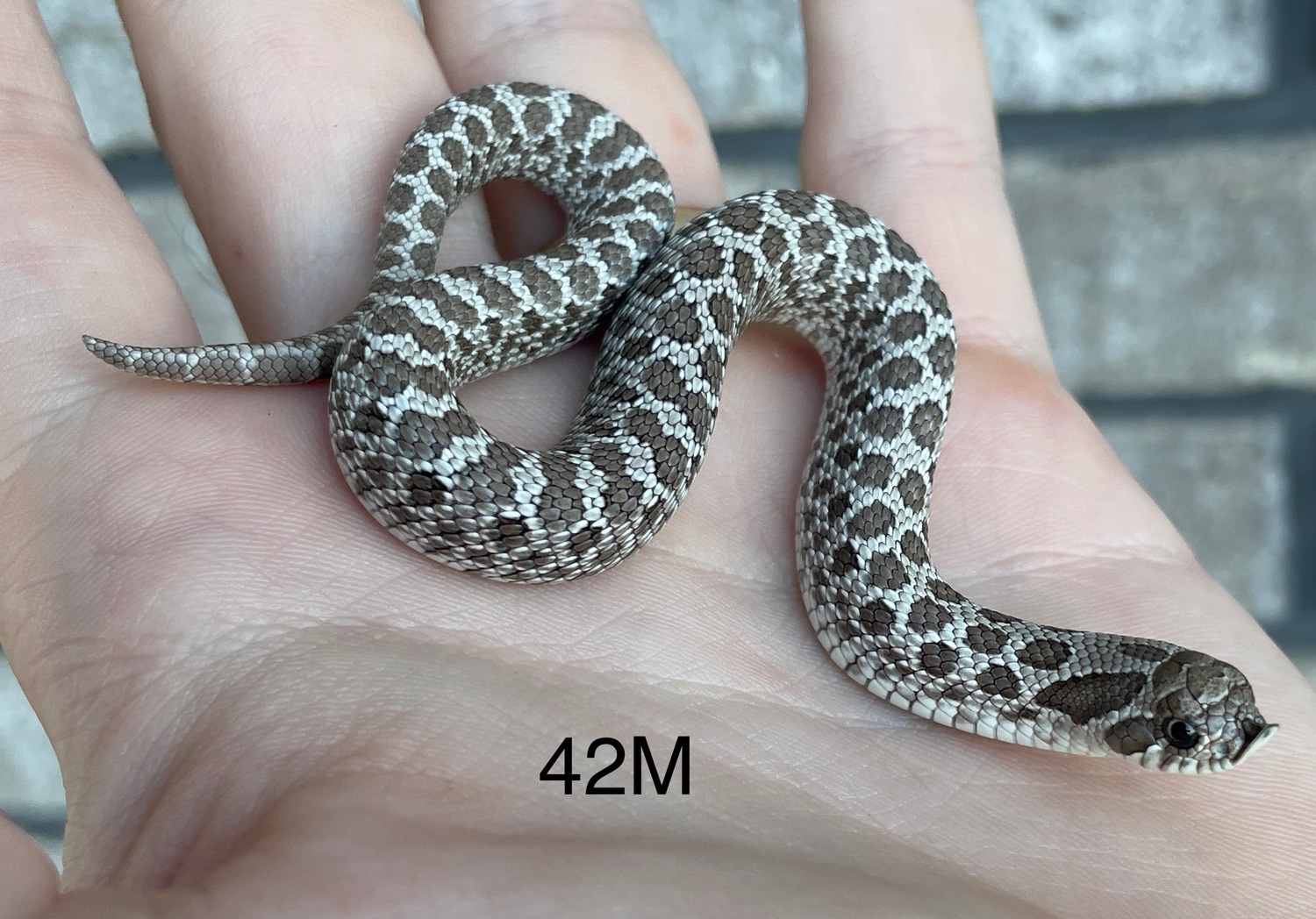 Axanthic Western Hognose by Hognose Frontier - MorphMarket