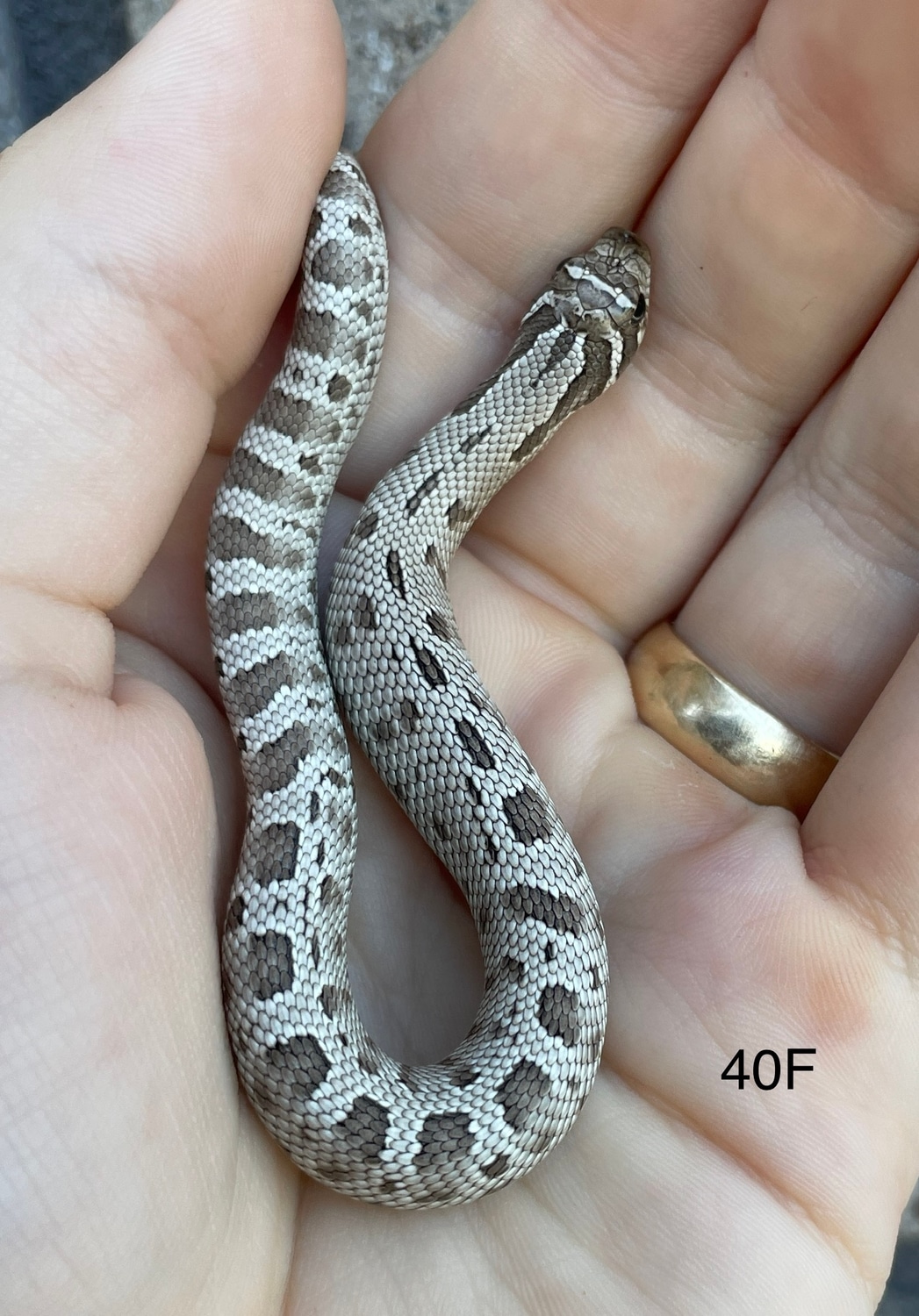 Axanthic Conda Western Hognose by Hognose Frontier - MorphMarket