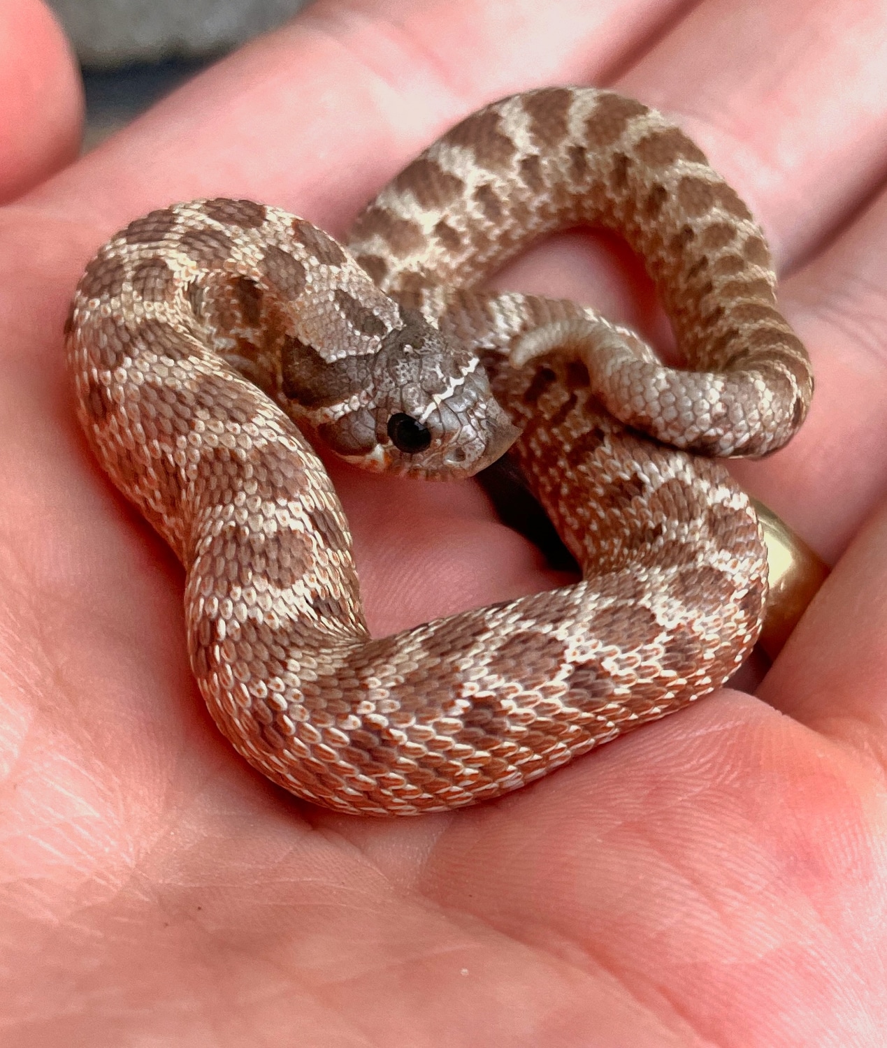 Lavender Western Hognose by Hognose Frontier - MorphMarket