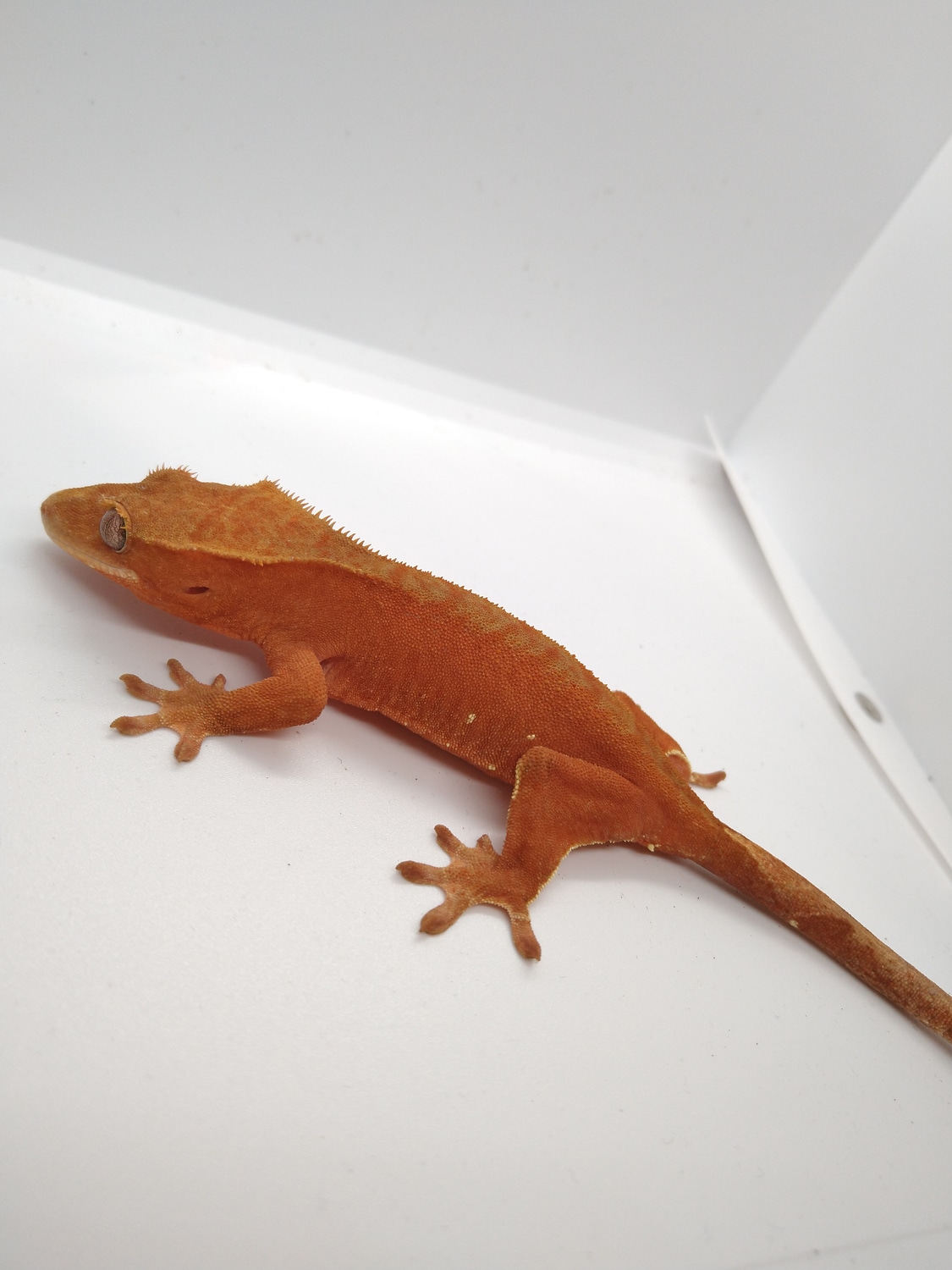 Red Patternless Crested Gecko by Caledonia_connect - MorphMarket