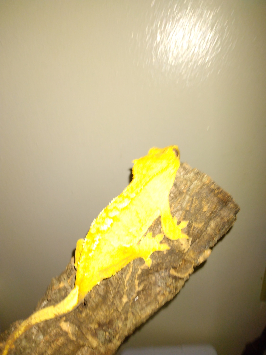 Yellow Patternless Crested Gecko by Caledonia_connect - MorphMarket