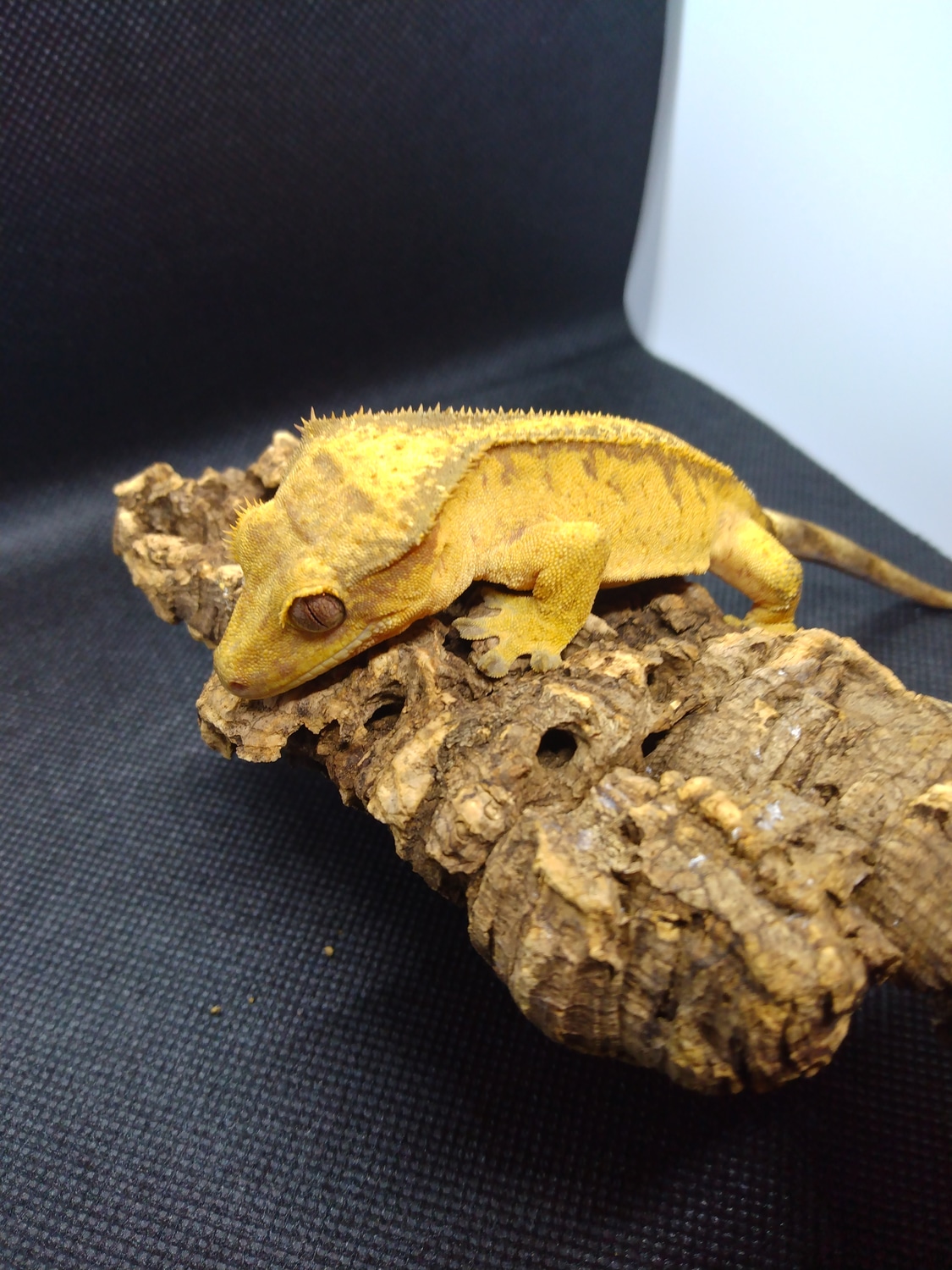 Phantom Pinstripe Crested Gecko by Caledonia_connect - MorphMarket