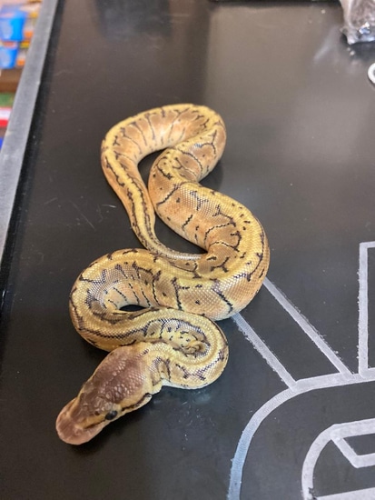 Leopard Lemon Blast 100% Het Albino Ball Python by Caleighs Exotics