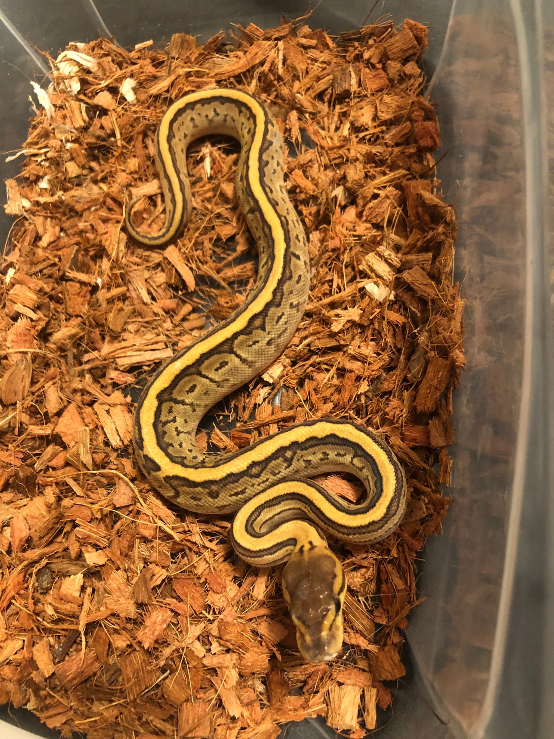 Jigsaw 100% Het Clown Ball Python by Howes Pythons - MorphMarket