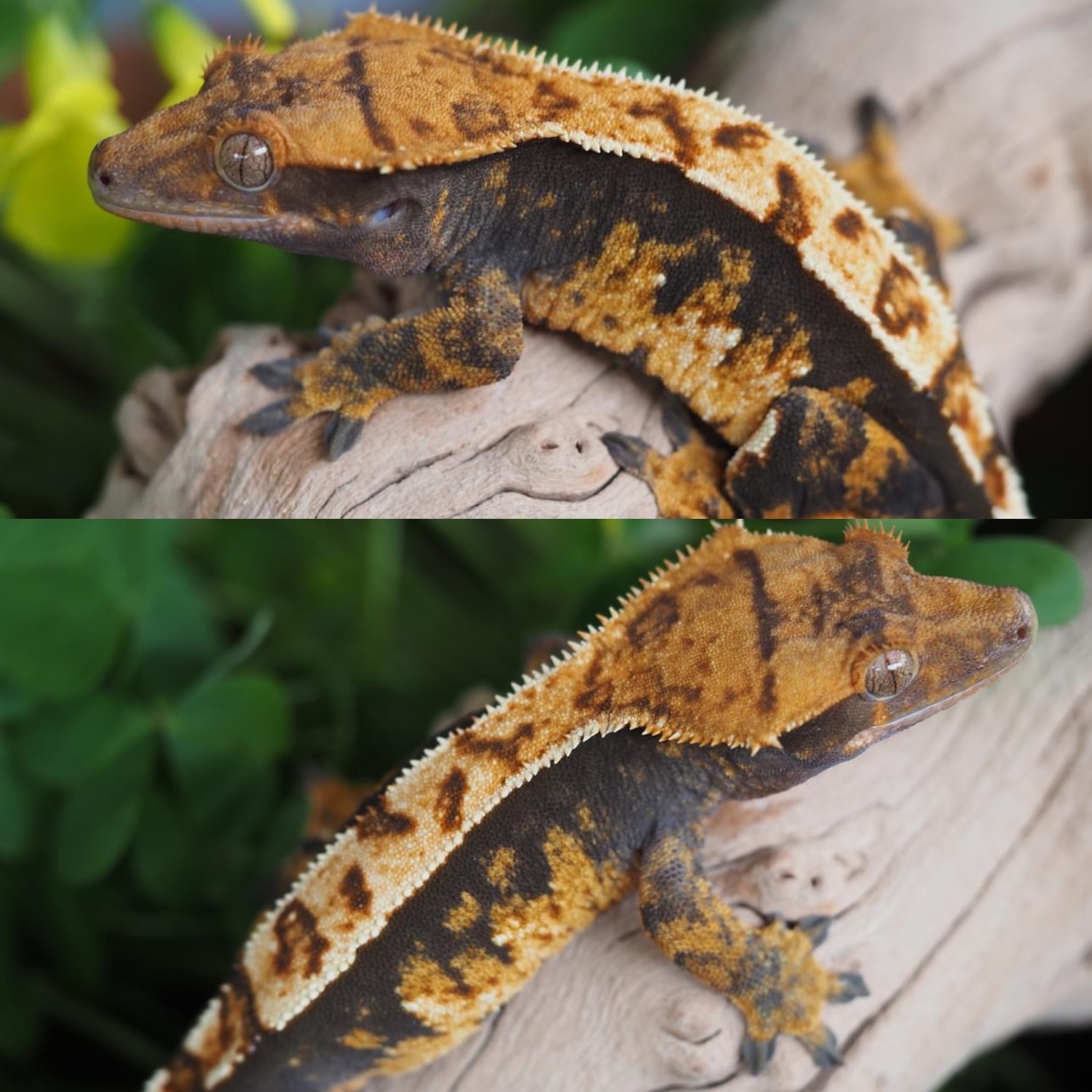 Tri Color Female - Free Shipping Crested Gecko by Cali-Donia Rhacs LLC ...
