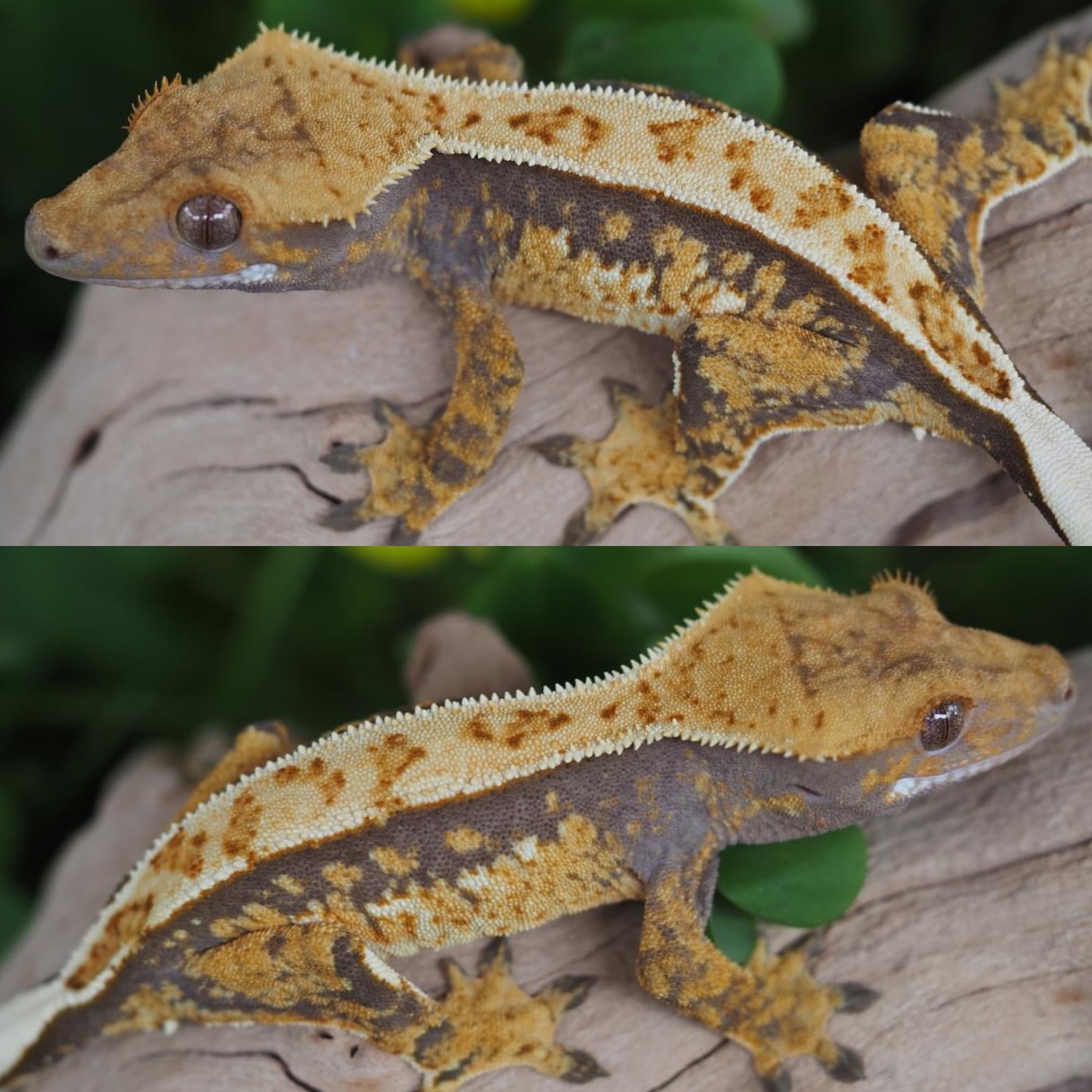 Pinstripe Tri Color *Free Shipping Crested Gecko by Cali-Donia Rhacs ...