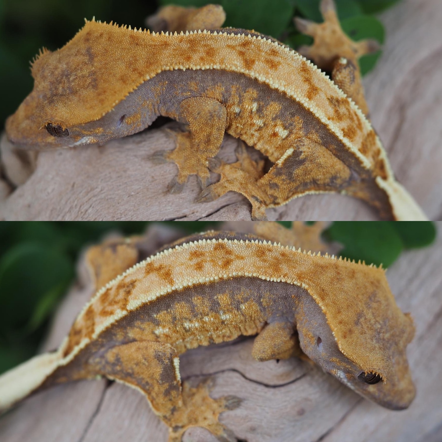 Lavender Tri Color Probable Female *Free Shipping* Crested Gecko by ...