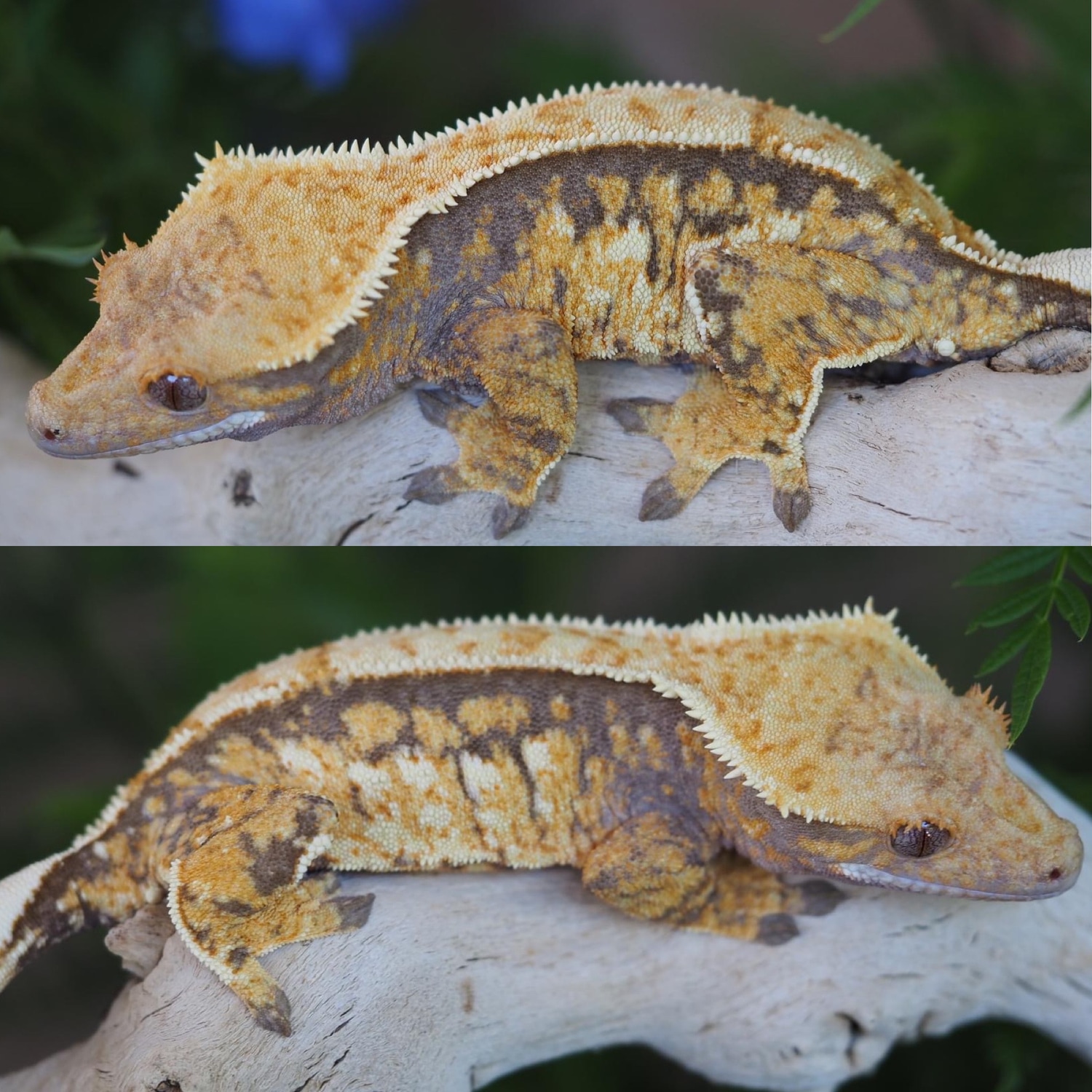 Crowned Tri Color - Free Shipping Crested Gecko by Cali-Donia Rhacs LLC ...