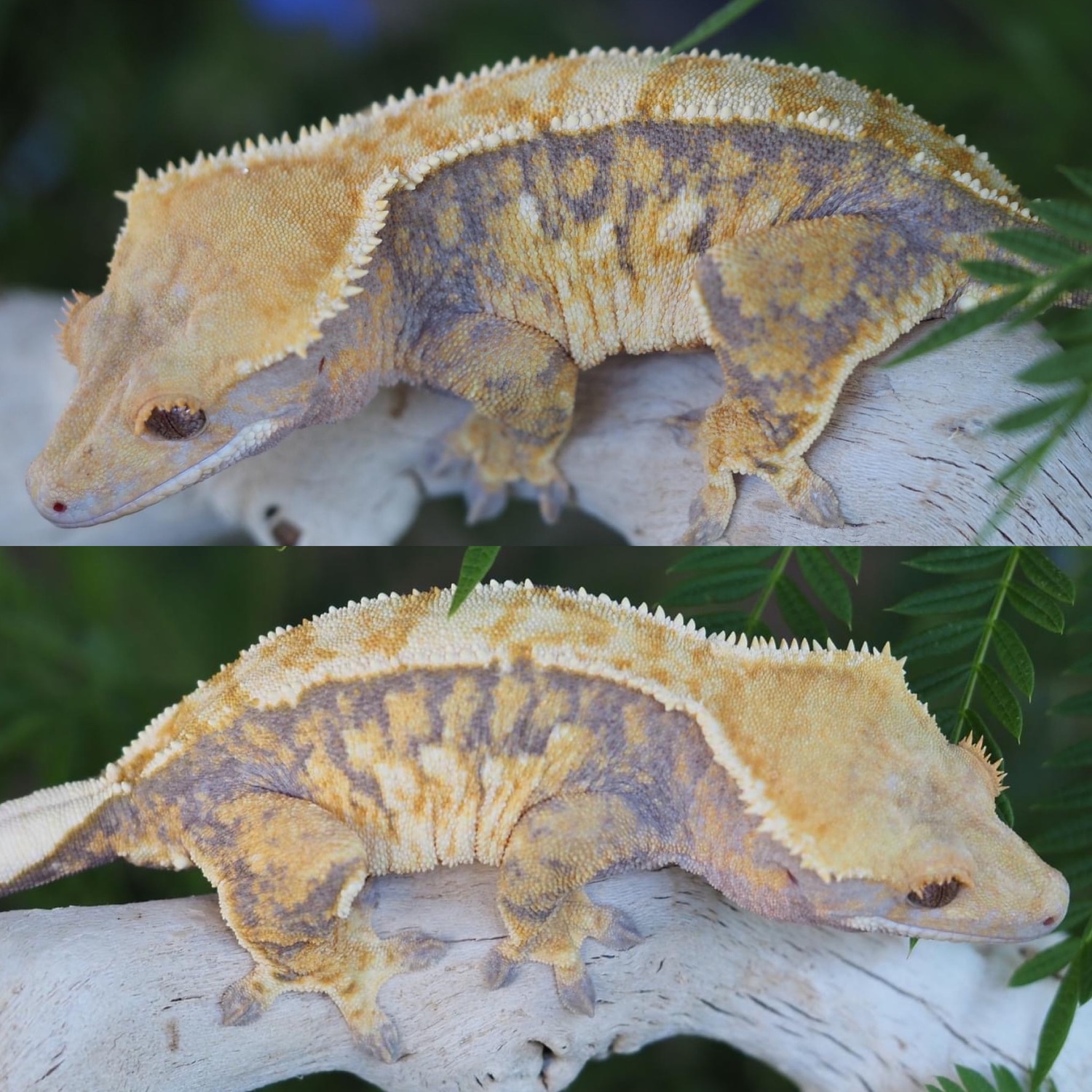 Crowned Tri Color - Free Shipping Crested Gecko by Cali-Donia Rhacs LLC ...