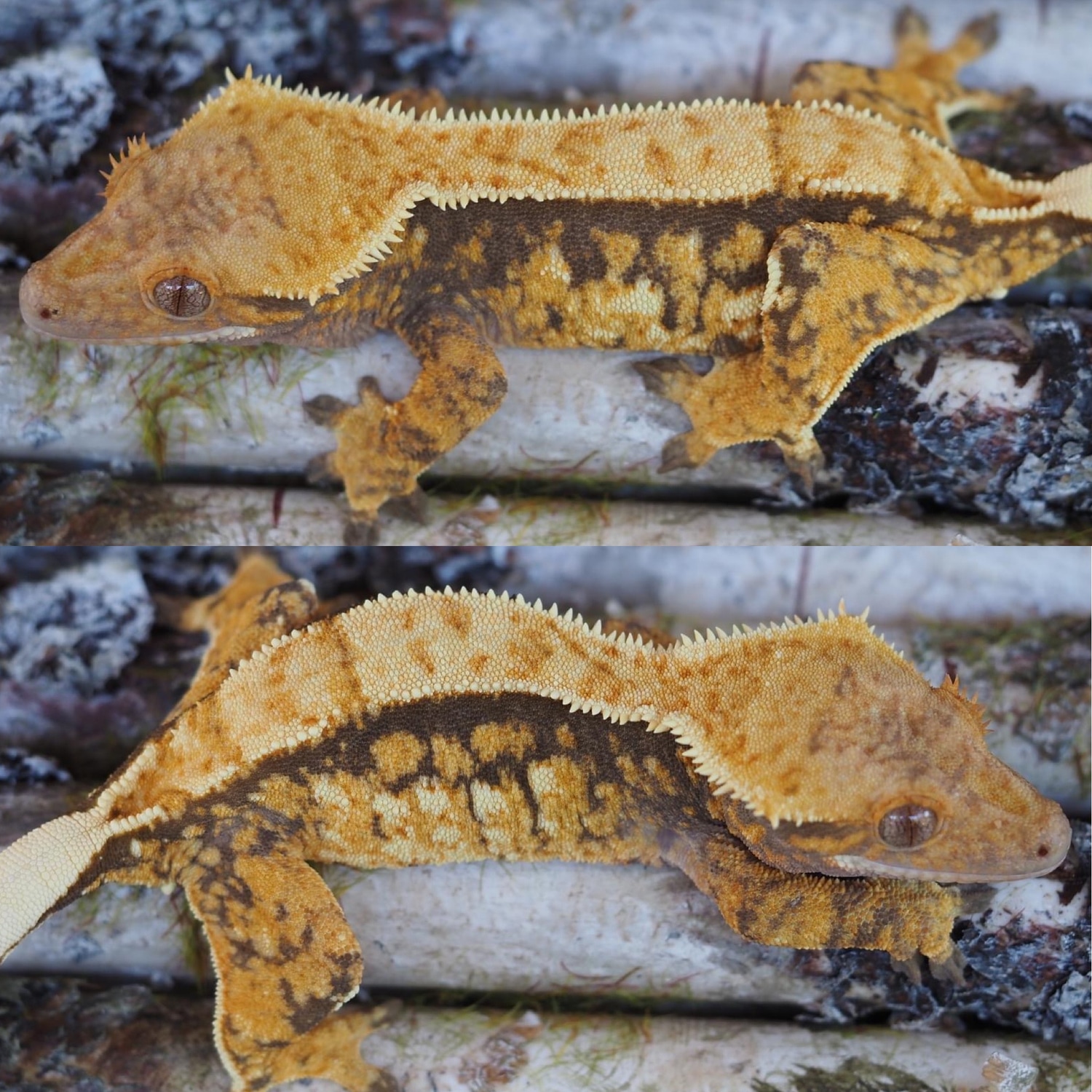 Highlighted Crests Tri Color Crested Gecko by Cali-Donia Rhacs LLC ...