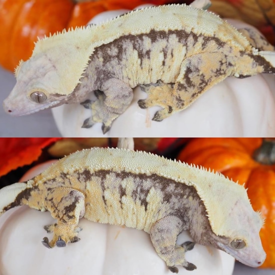 Chunky Proven Female Crested Gecko by Cali-Donia Rhacs
