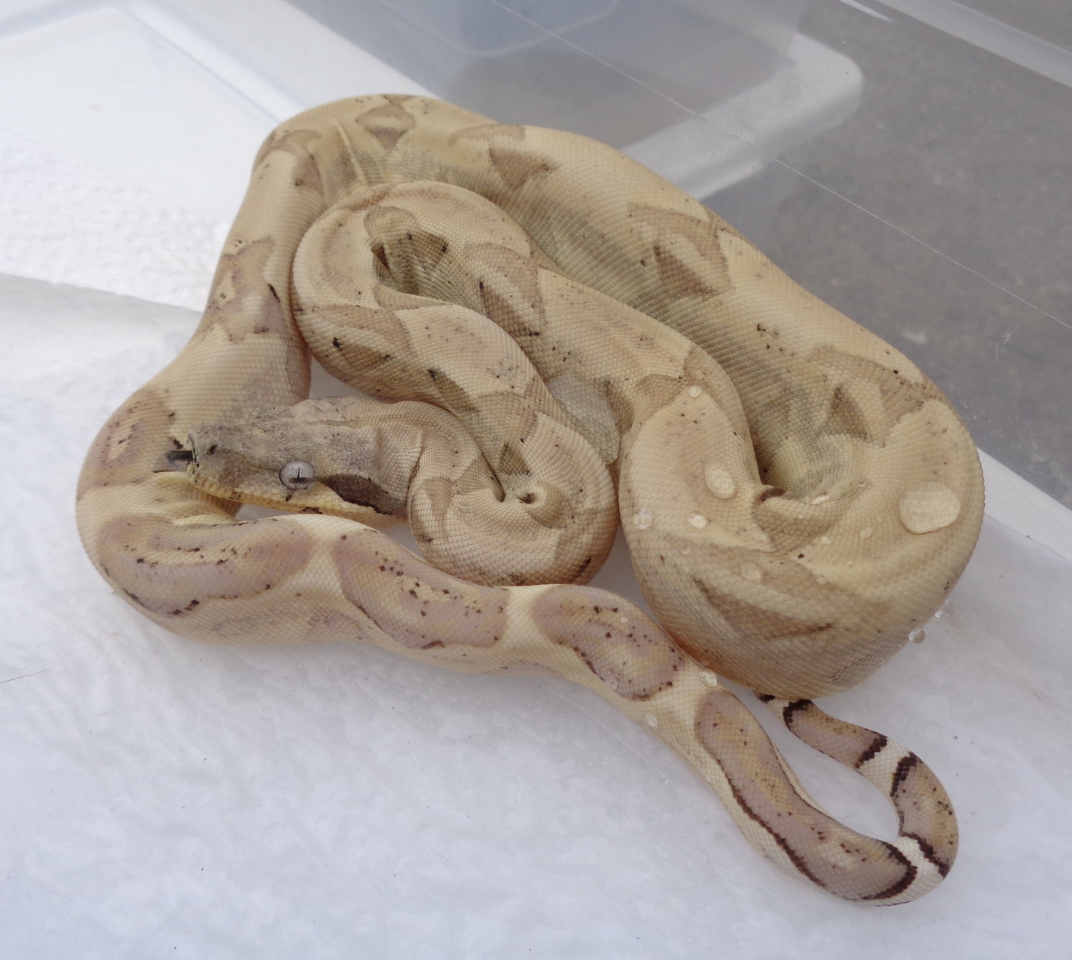 Ghost Harlequin Jungle Het Vpi Boa Constrictor by Calistrictors - MorphMarket