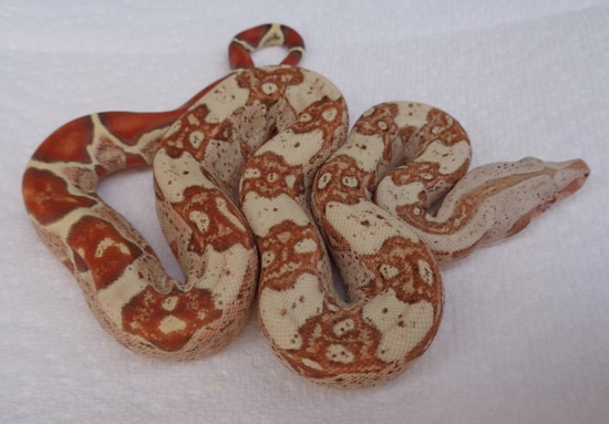 Vpi Raptor Boa Constrictor by Calistrictors