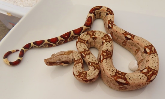 Vpi Mandarin Belly Boa Constrictor by Calistrictors