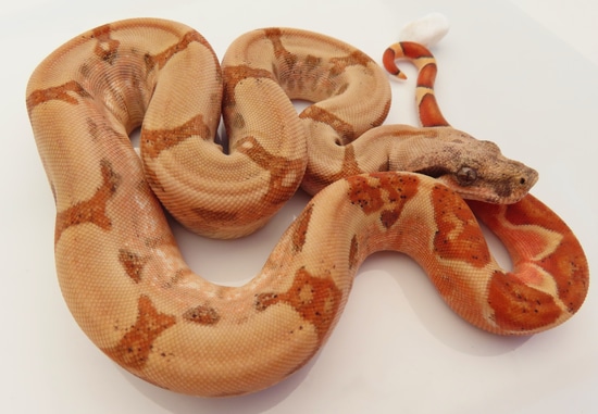 Hypo Fire Harlequin 66% Het Vpi 50% Het Anery Boa Constrictor by ...