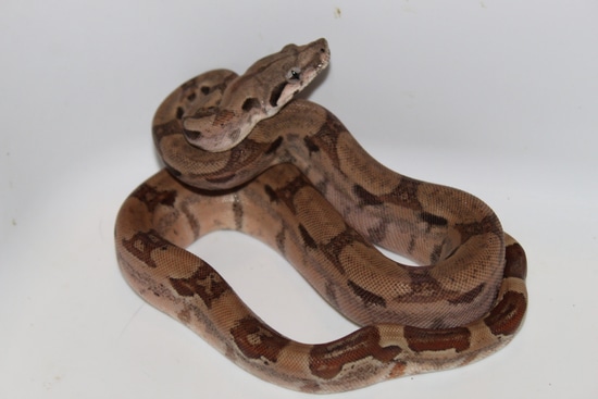 Hypo Het Kahl Albino Het Anery Boa Constrictor by Calico Exotics