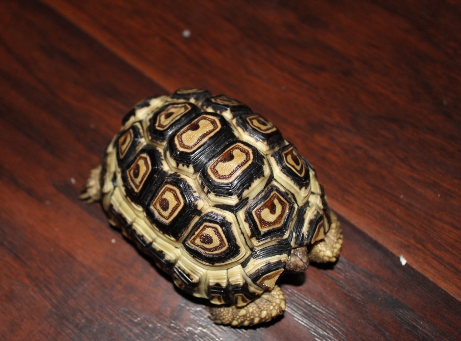 2021 Leopard Tortoise by Calico Exotics - MorphMarket