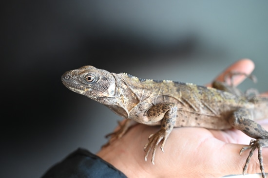 Pied Ctenosaura Pectinata Spiny Tailed Iguana Central American Iguana ...