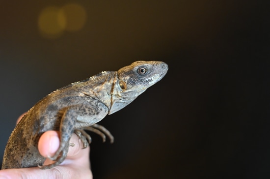 Pied Ctenosaura Pectinata Spiny Tailed Iguana Central American Iguana ...