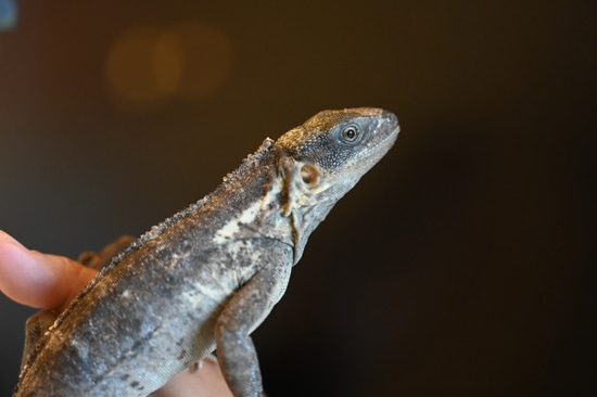 2022 Pied Ctenosaura Pectinata Spiny Tailed Iguana #2 Central American ...