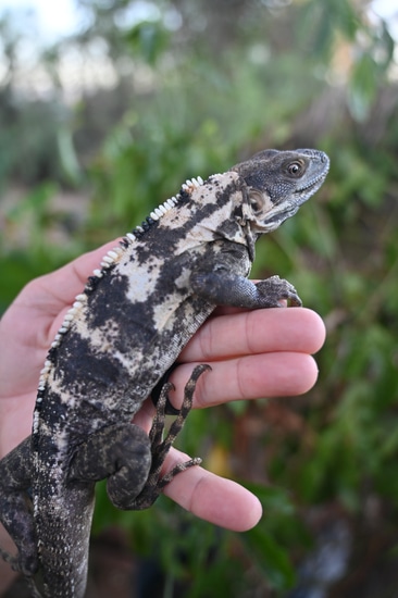 2022 Pied Ctenosaura Pectinata Spiny Tailed Central American Iguana by ...