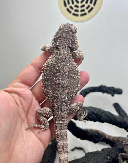 Pogona Minor Minor Dwarf Bearded Dragon by Calico Dragons