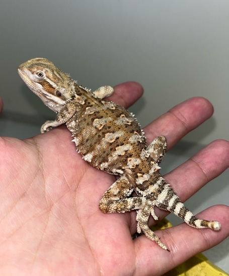 Male Rankins *Pet Only* Rankin's Dragon by Calico Dragons