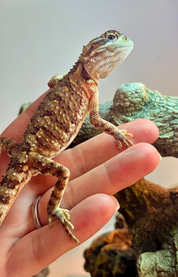 2024 Male Colored Import Line Rankin's Dragon by Calico Dragons