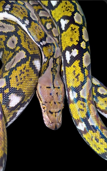 Female Sunfire Aztec Reticulated Python by Calico retics