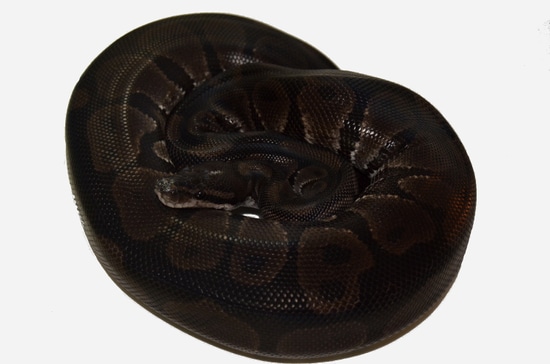 VPI Black Axanthic Ball Python by Jordan Russell
