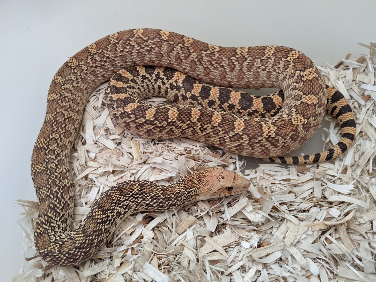 Trumbower Pair Bullsnake by Jordan Russell - MorphMarket