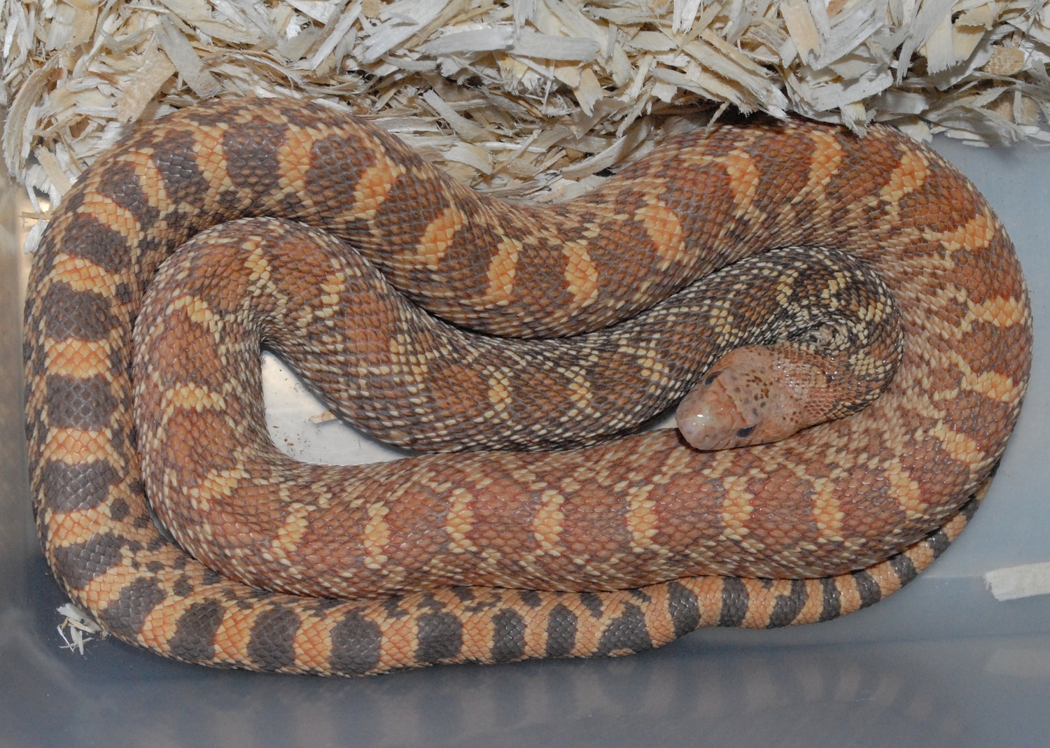 Trumbower Pair Bullsnake by Jordan Russell - MorphMarket
